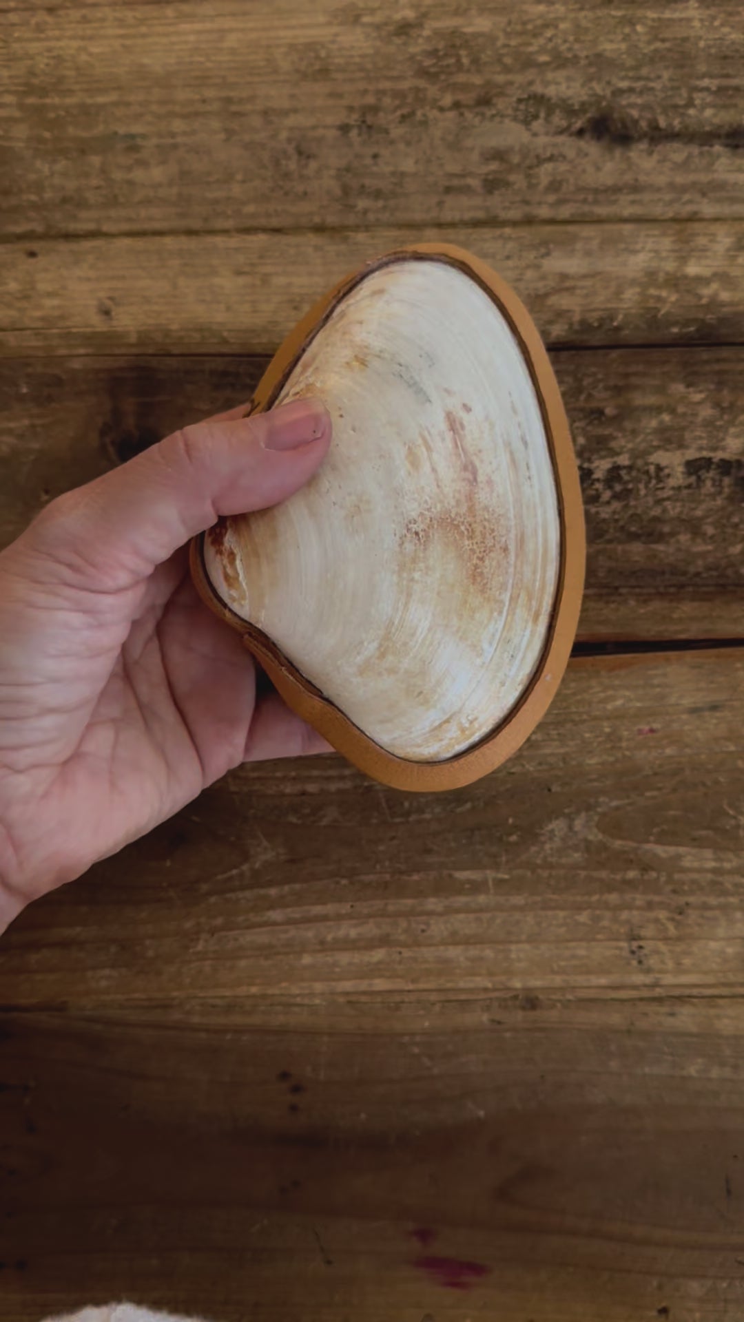 Sea Shell Rattles – Brooklyn Herborium